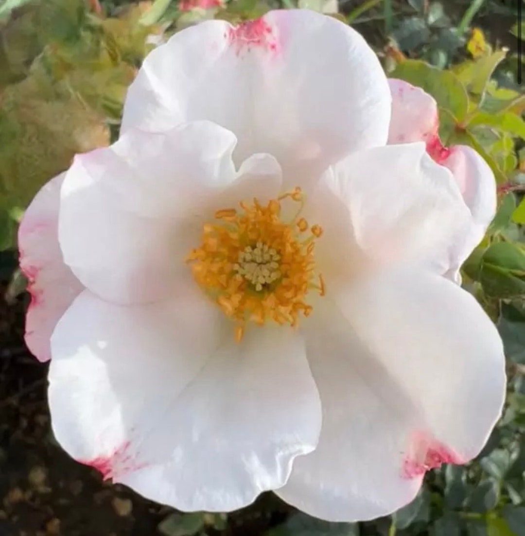 Rosa 'pearl Drift' Shrub Rose - White & Cream Blend of Scented Blooms ...