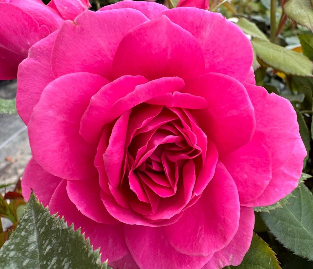 Gloriana Climbing Rose – Magenta Purple Blooms - 4L Potted - Lovely ...
