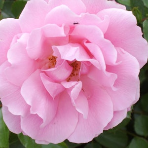 Surrey - Ground Cover - Pink Blooms - 4ltr Potted Rose - Etsy UK