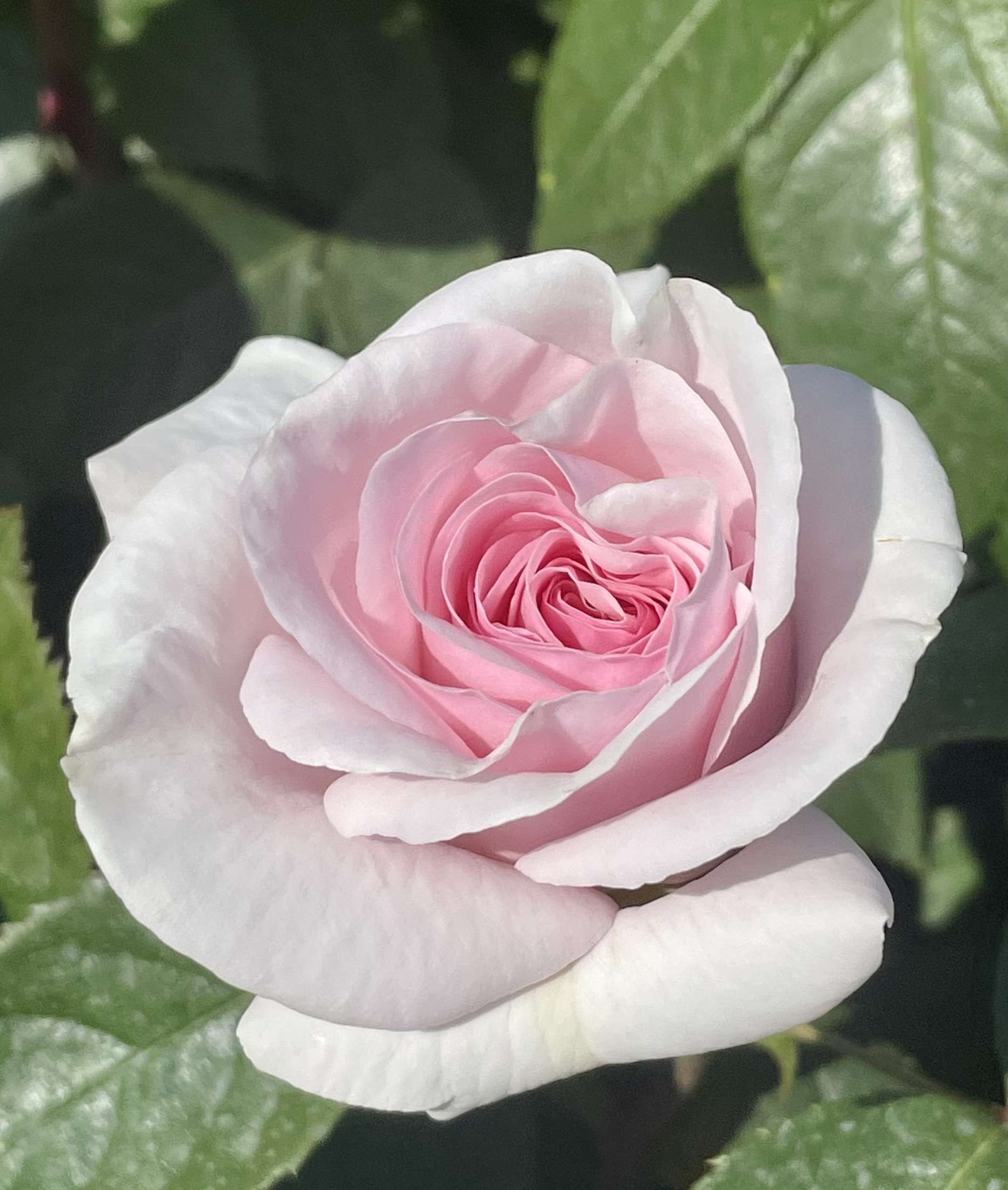 Rosa 'english Miss' Floribunda Rose - Scented Light & Mid Pink Blooms ...