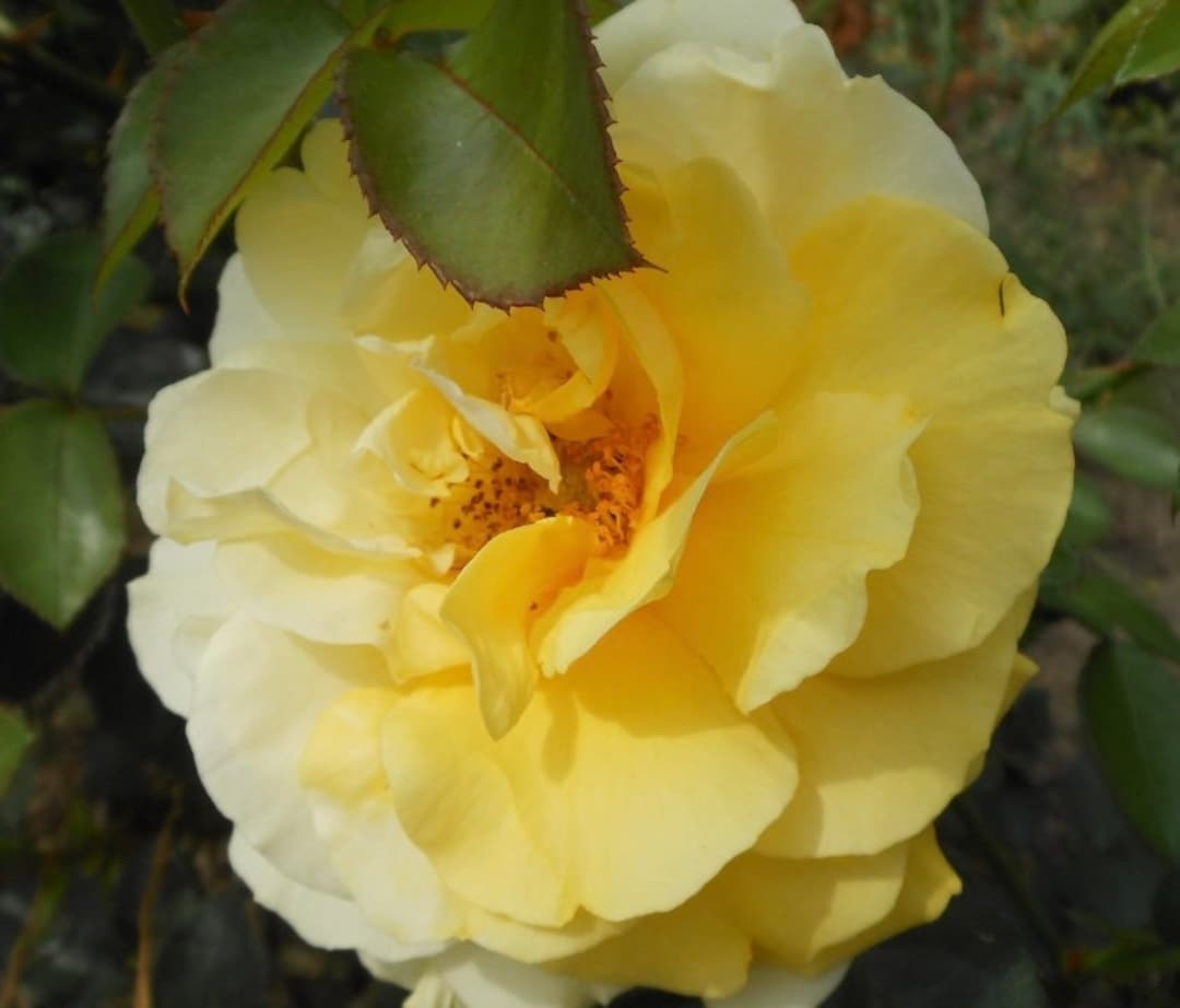 Rosa 'chris' Potted Rose - Fragrant Yellow Blooms - Climbing Rose - Etsy UK