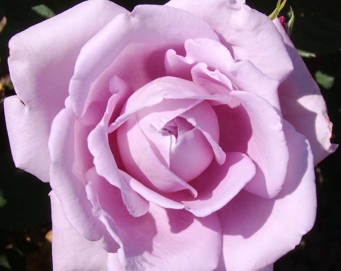 Climbing Blue Moon Lilac Climbing Rose Potted 4 Litre - Etsy UK