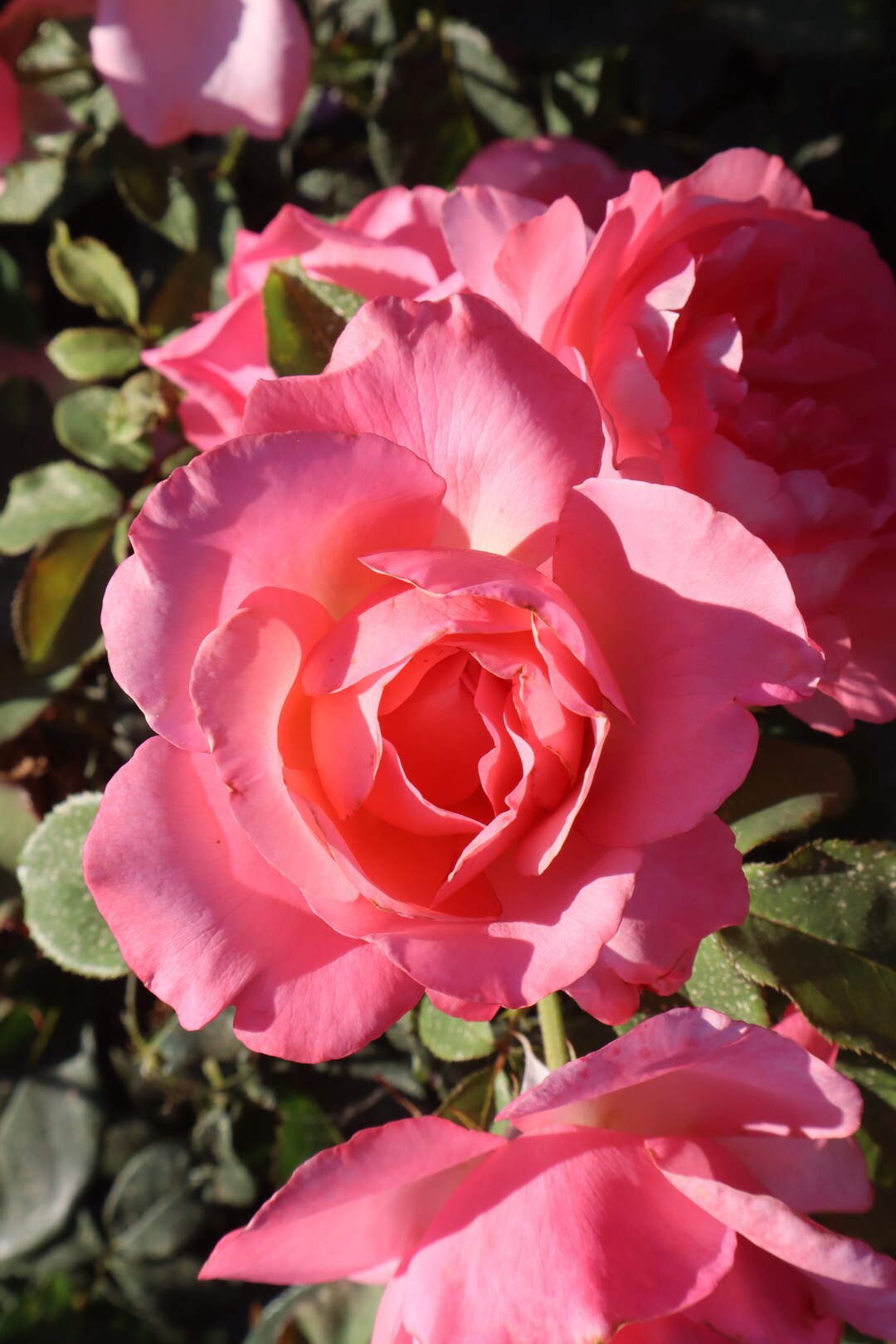 Rosa 'lovely Lady' Potted Rose - Rich Pink Shapely Blooms - Gorgeous ...