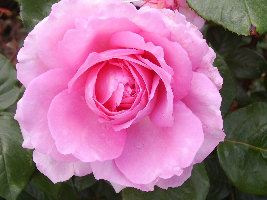 Rosa 'mum in a Million' Potted Rose Fragrant Pink - Etsy UK