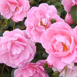 Surrey - Ground Cover - Pink Blooms - 4ltr Potted Rose - PRE ORDER ...