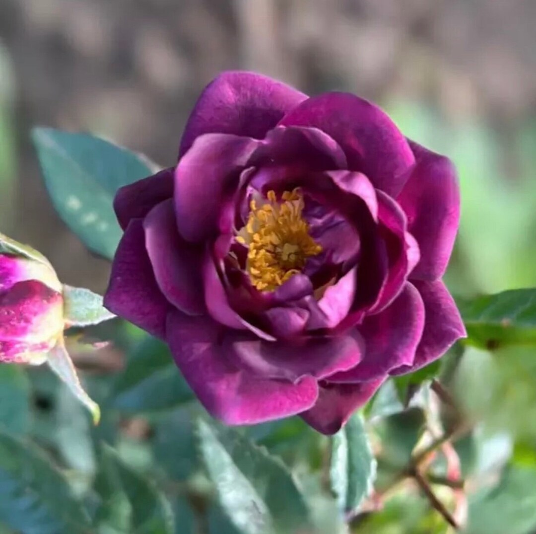 Rosa 'midnight Blue' Floribunda Rose - Deep Purple Blooms - Potted ...