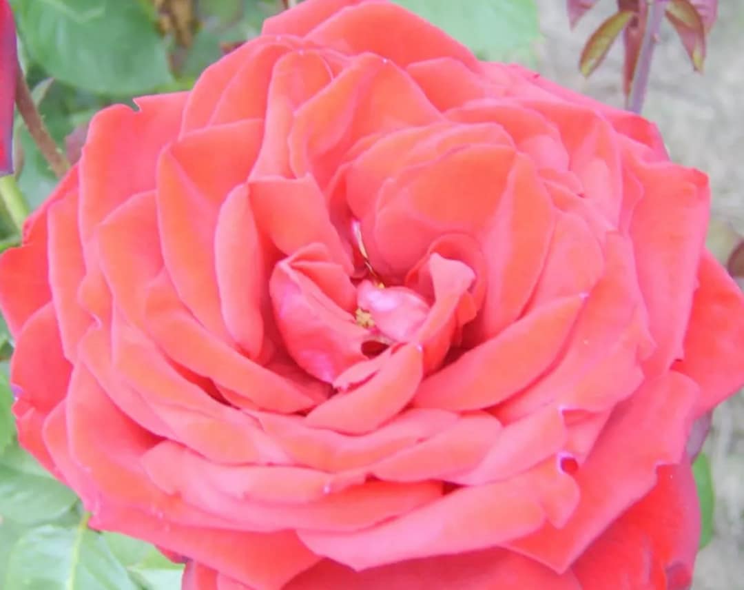 Rosa 'loving Memory' Bare Root Rose - Crimson Shapely Blooms - Hybrid ...