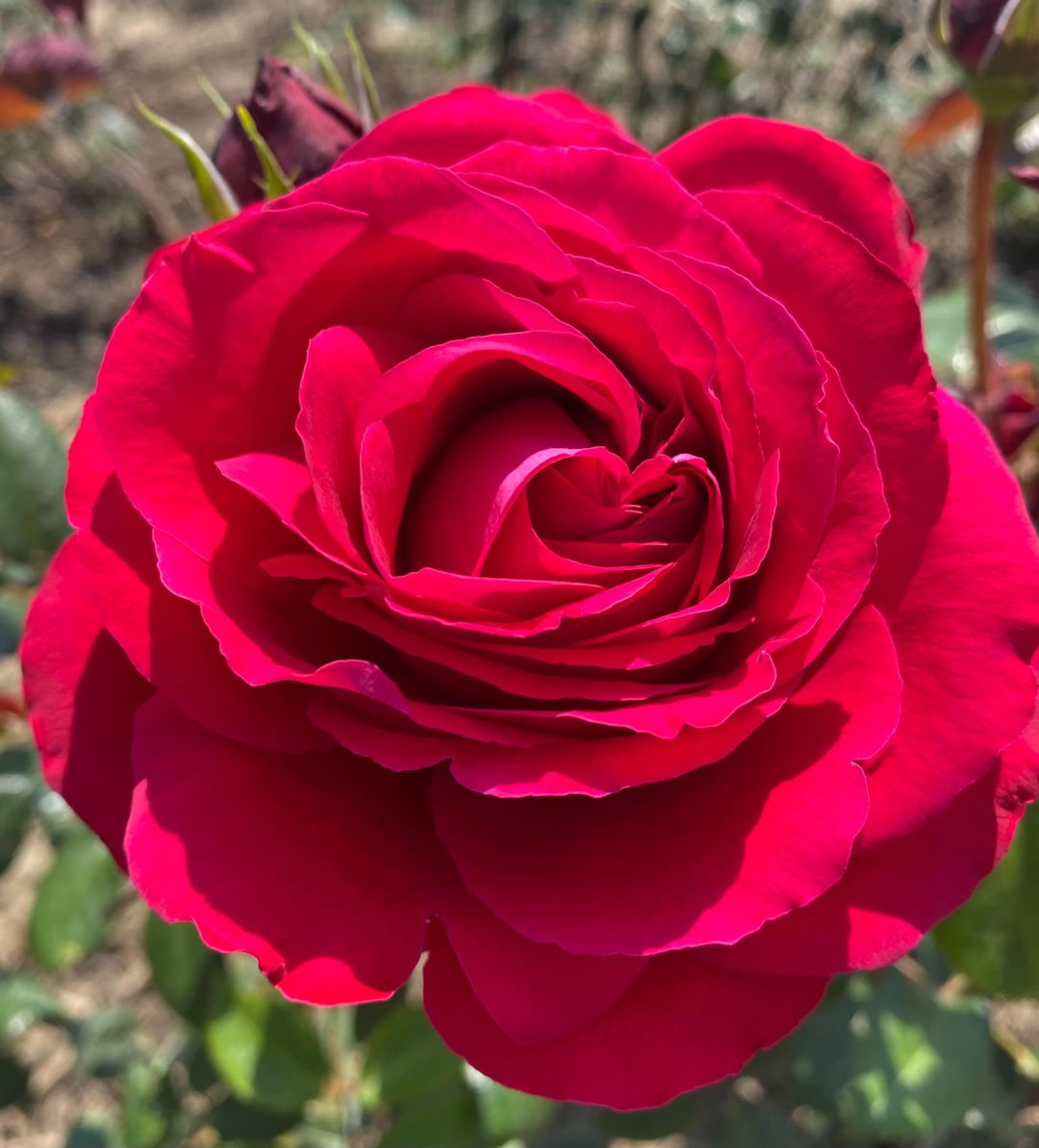 Katherine - Red Renaissance Rose - 4L Potted - Lovely Gift Idea - PRE ...