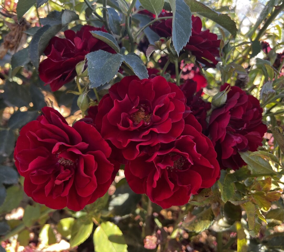 Rosa 'ruby Celebration' Potted Rose - Fragrant Frilly Red Blooms ...