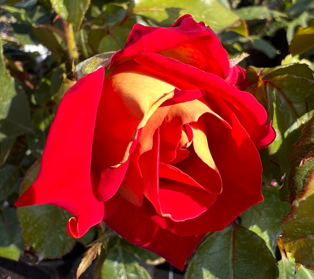 Piccadilly - Red & Yellow - Hybrid Tea - Bare Root Rose - Etsy UK