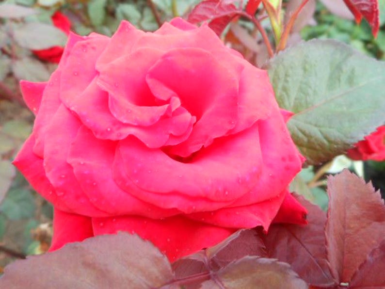 Happy Ruby Wedding Potted Rose - Large Rich Red Blooms - 4 Litre Pot ...