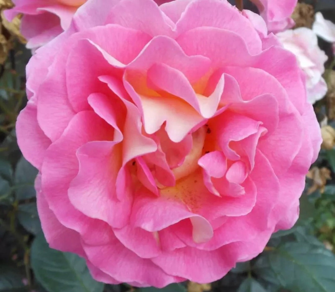 Rosa 'pink Paradise' Delbard Rose - Fragrant Deep Pink Scallop Blooms ...