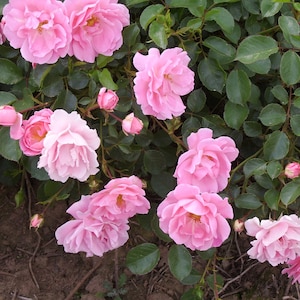 Surrey - Ground Cover - Pink Blooms - 4ltr Potted Rose - Etsy UK