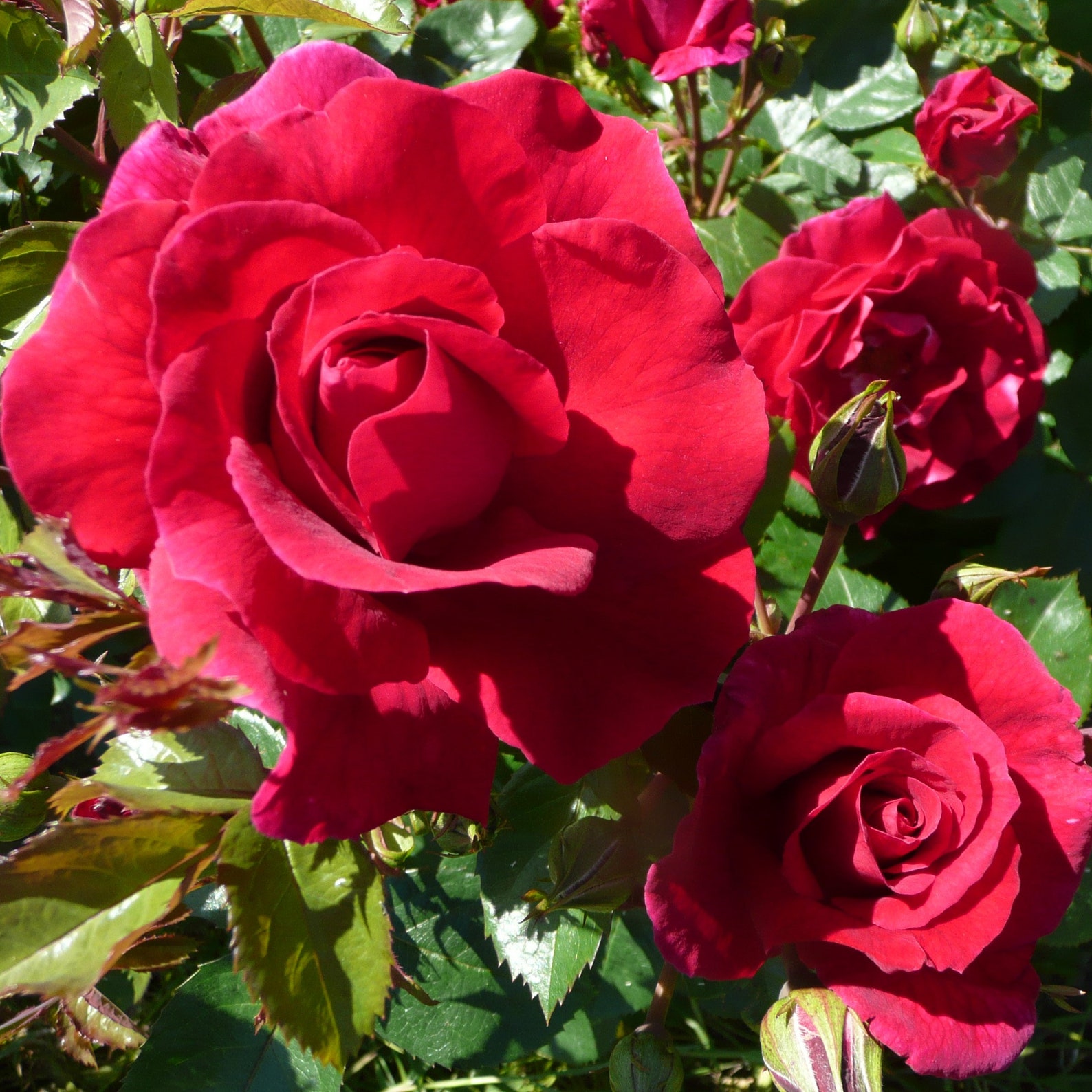 Love Struck - Clusters of Gorgeous Cherry Red Blooms - Floribunda - 4L ...