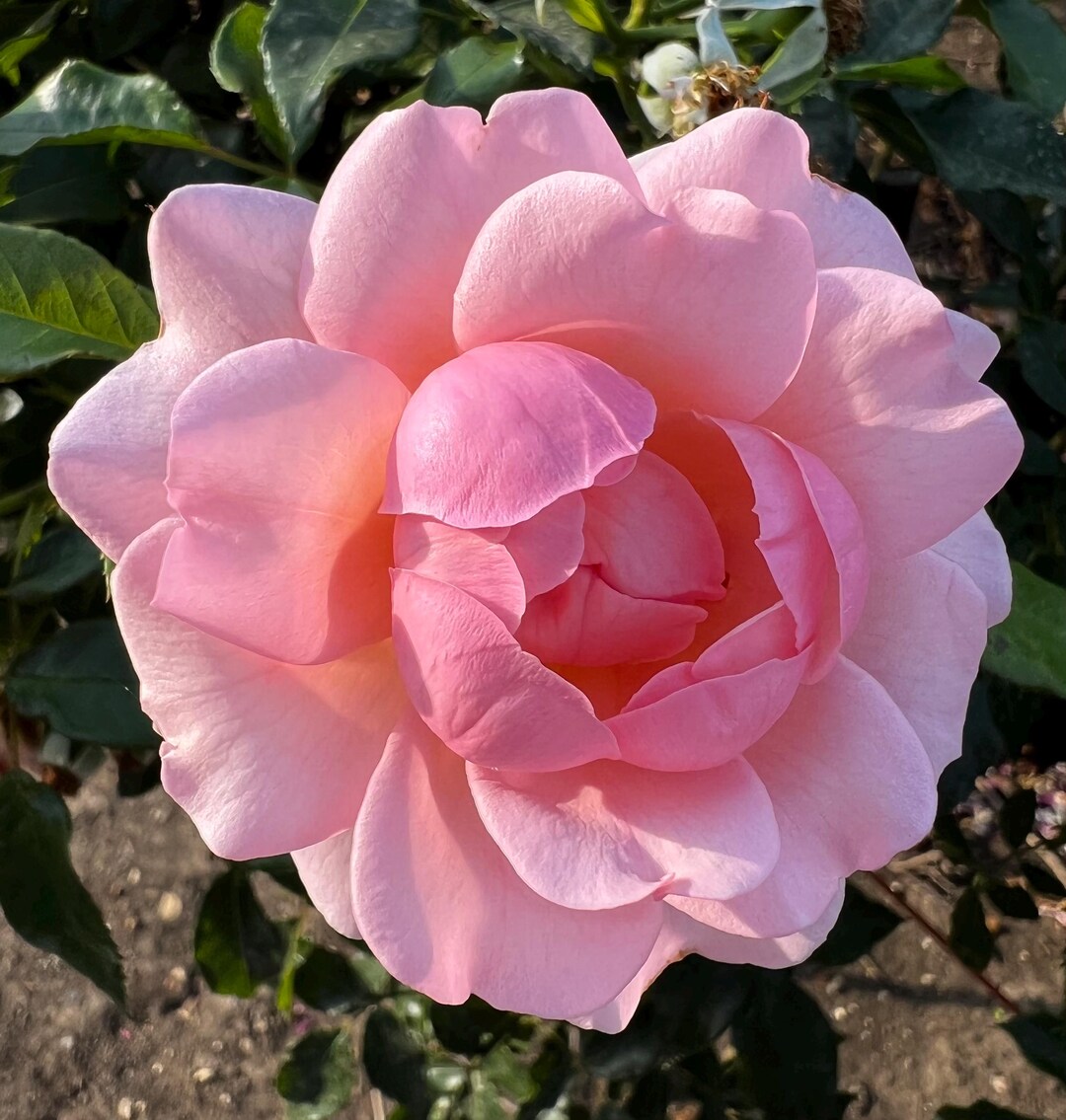 Happy Retirement Standard Rose Tree Budded at 80cm - Pink Double Blooms ...