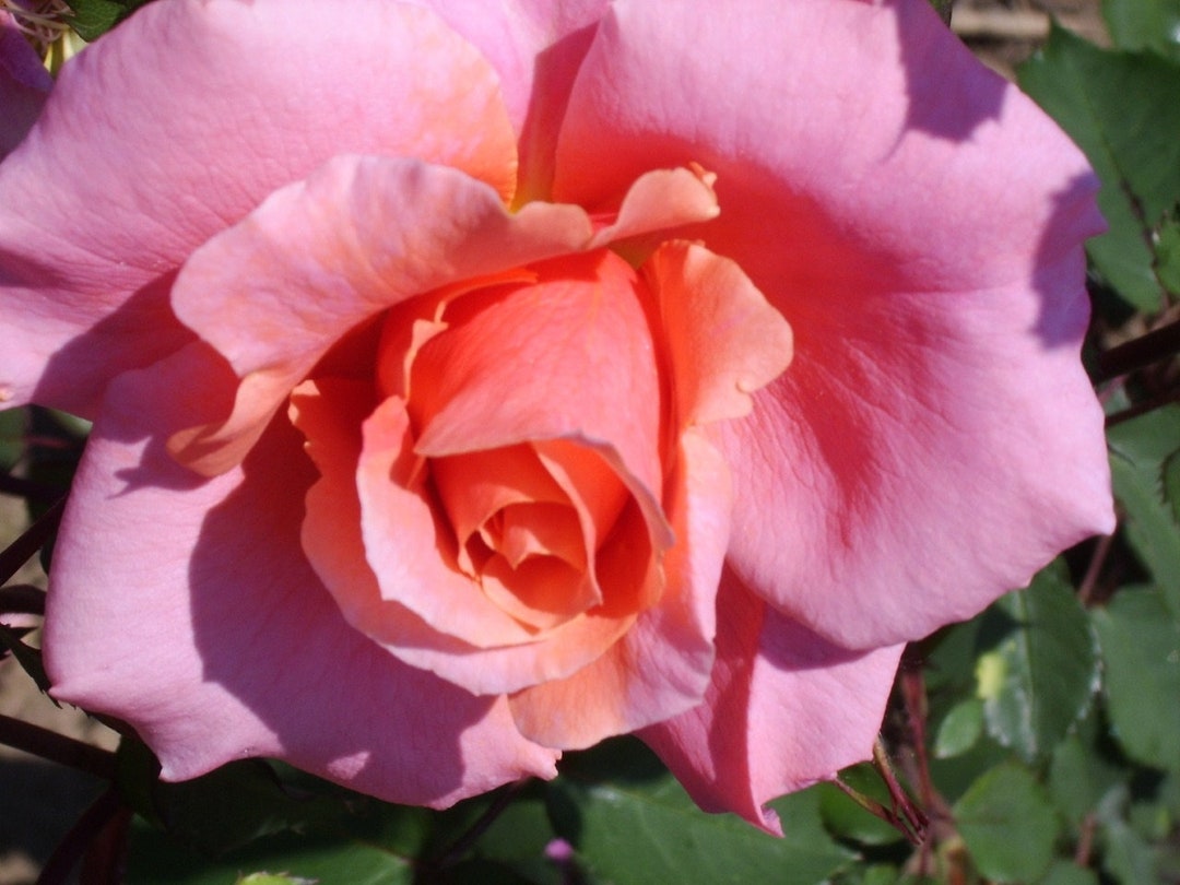 Rosa 'alibaba' Climbing Rose - Masses of Pink and Apricot Blooms ...