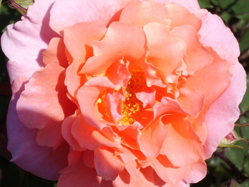 Rosa 'alibaba' Climbing Rose Masses of Pink and - Etsy UK