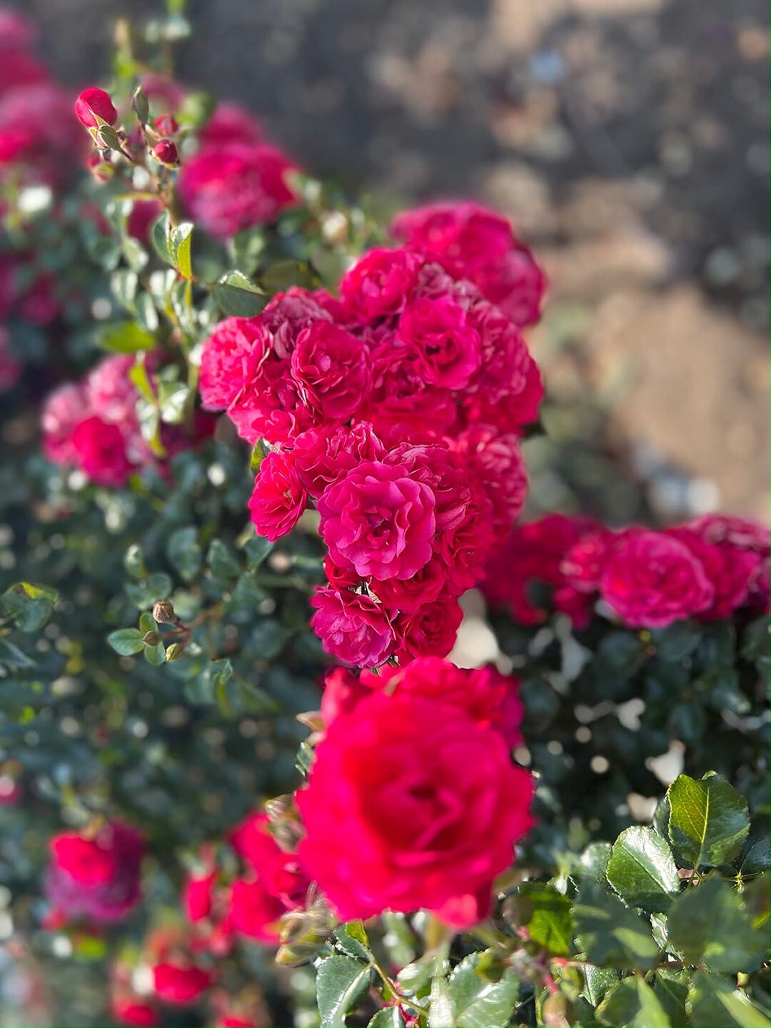 Lancashire Standard Rose Tree (100cm) - Stunning Clusters of Cherry Red ...