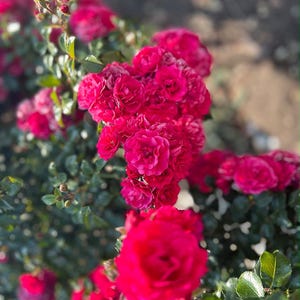 Lancashire Standard Rose Tree (100cm) - Stunning Clusters of Cherry Red ...