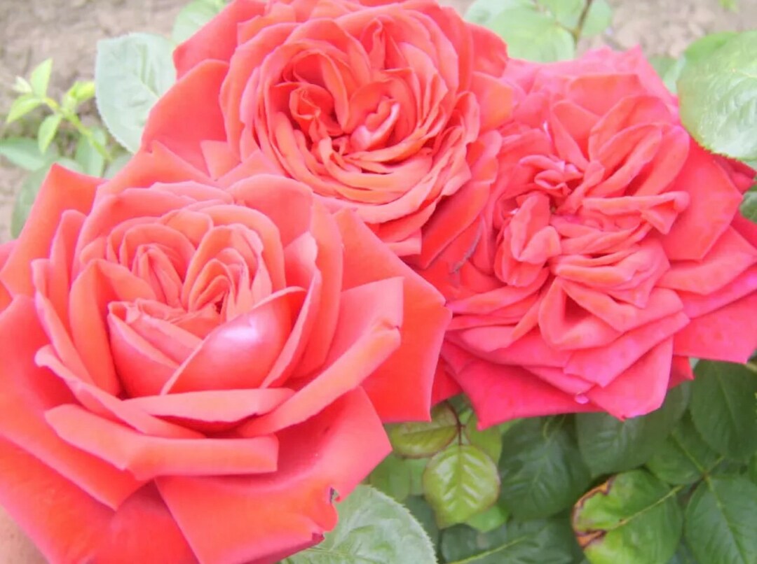 Rosa 'loving Memory' Potted Rose - Shapely Crimson Blooms - Bereavement ...