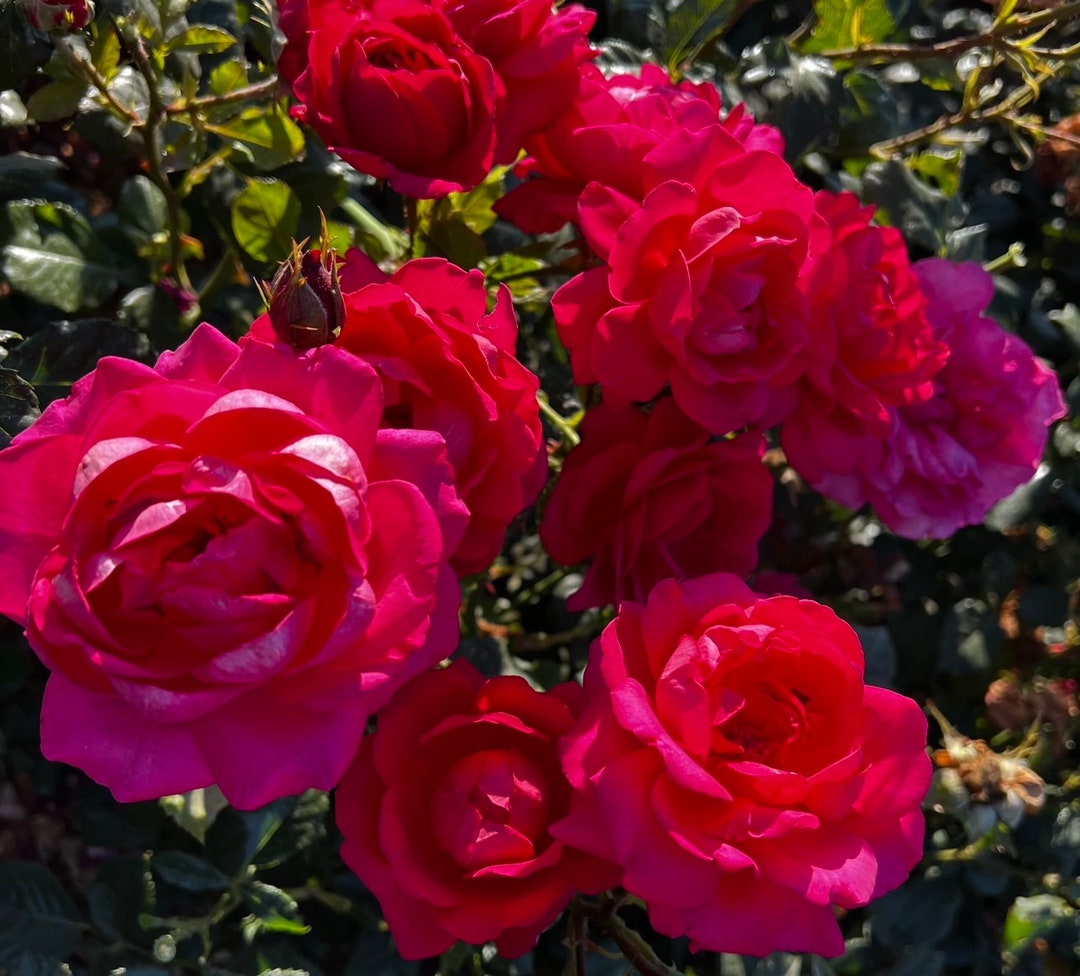 Rosa 'my Dad' - Potted Rose - Beautiful Dark Pink Blooms - Lovely Gift ...