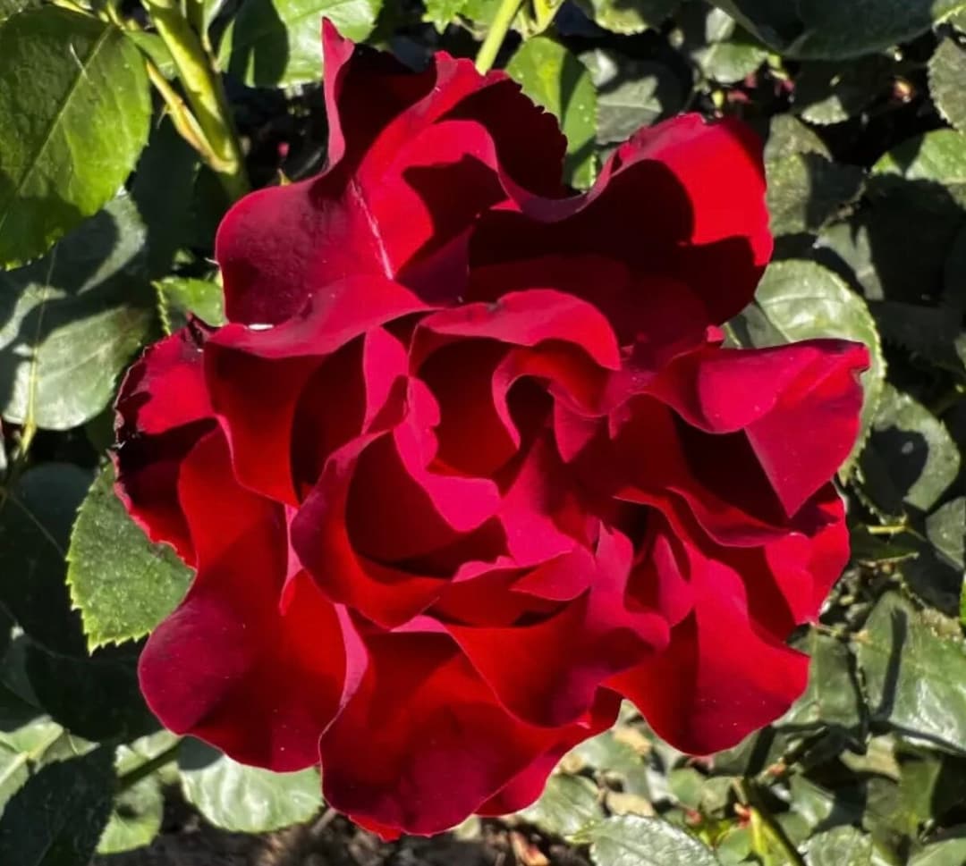 Rosa 'hommage a Barbara' Delbard Rose - Large Deep Red Frilly Blooms ...