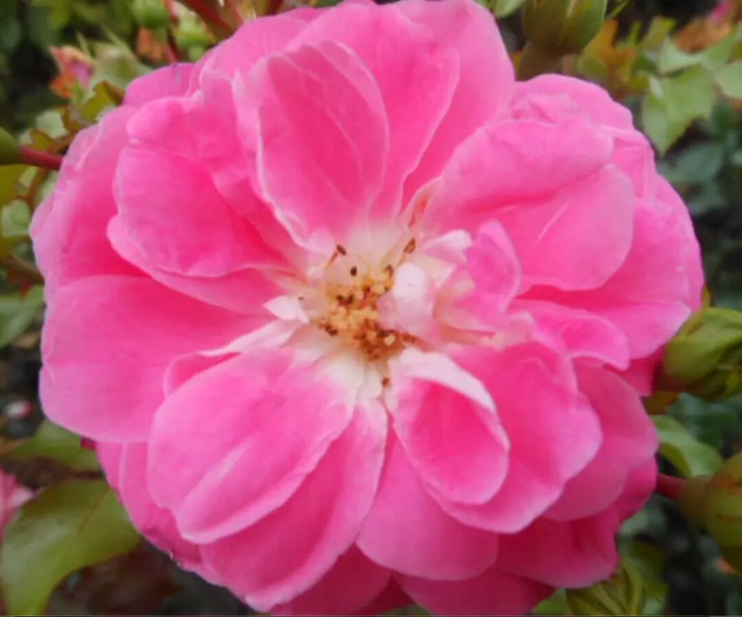 Rosa 'lovely Pink' Potted Rose - Clusters of Pink Blooms - Floribunda ...