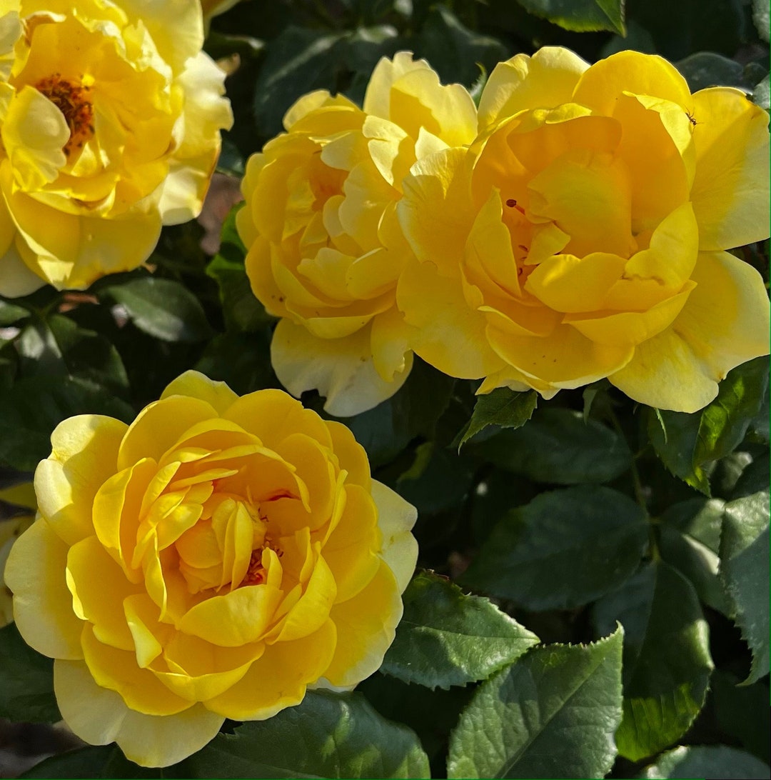 Rosa 'happy Golden Wedding' - Clusters of Golden Yellow Flowers ...
