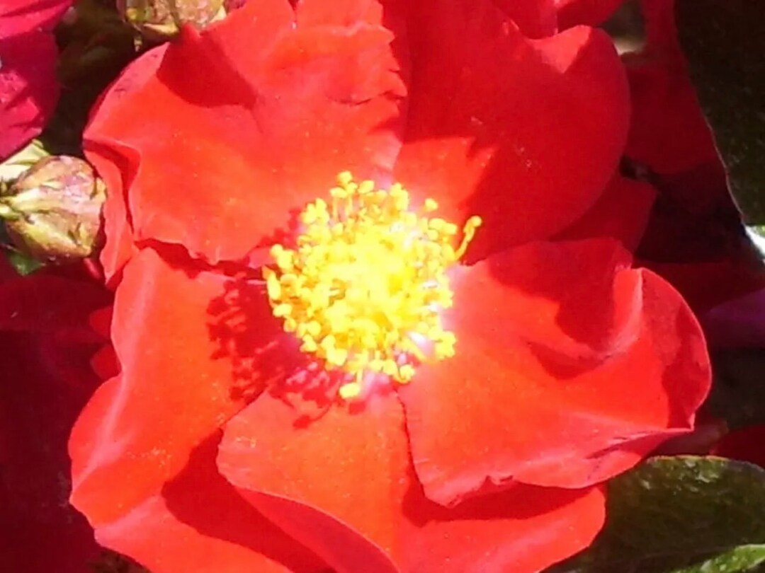 Rosa 'red Velvet' Flower Carpet Rose - Trusses of Deep Red Single ...