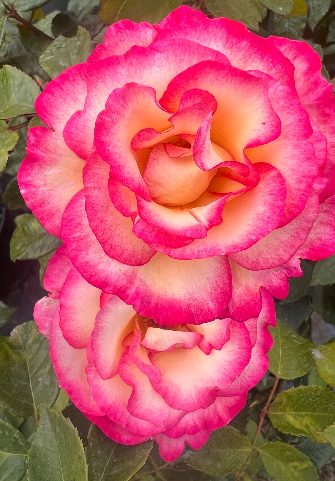 Handel - Climbing Rose - 4L Potted Rose - Etsy UK