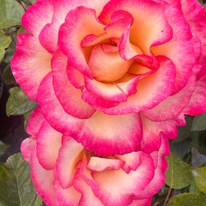 Handel - Climbing Rose - 4L Potted Rose - Etsy UK