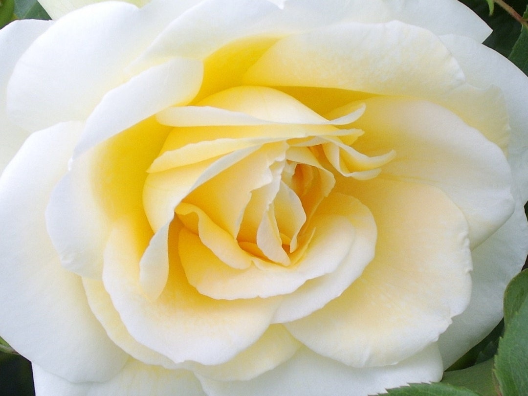Rosa 'creme De La Creme' Climbing Rose - Fragrant Creamy White Blooms ...