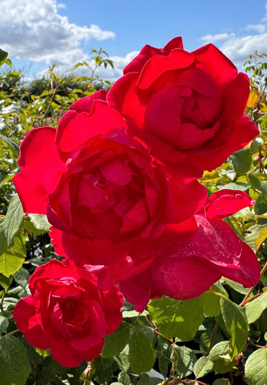Paul Scarlet - Climbing Rose - Red Blooms - 4ltr Potted Rose - Etsy UK