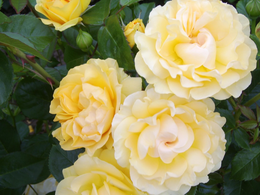 Lady Hillingdon - Climbing Rose - Yellow Blooms - 4L Potted - Etsy UK