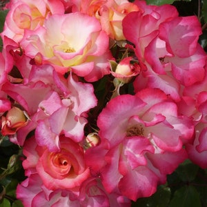 Rosa 'birthday Girl' Potted Rose - Gorgeous Pink & Yellow Blooms ...