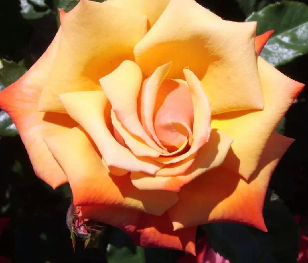 Remember Me Standard Rose (100cm)- Large Deep Copper Blooms - 7 Litre ...