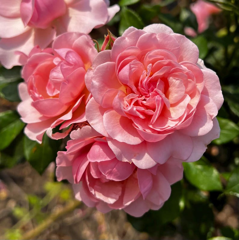 Happy Retirement Standard Rose Tree Budded at 80cm - Pink Double Blooms ...