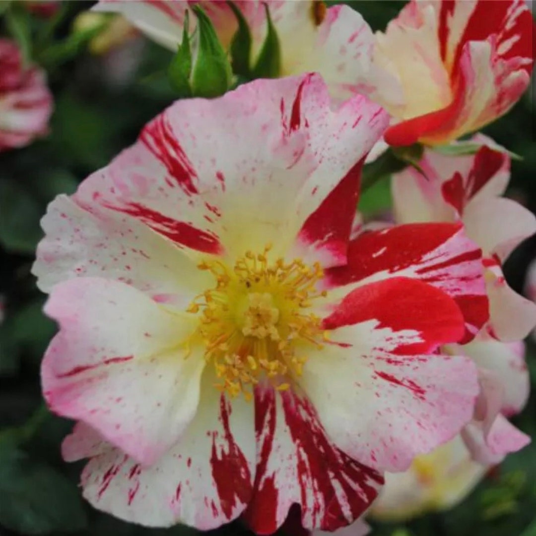 Rosa 'crazy for You' Floribunda Rose - Striking Scarlet & Cream Striped ...