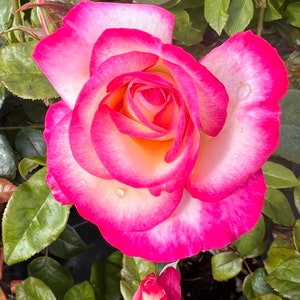 Handel - Climbing Rose - 4L Potted Rose - Etsy UK