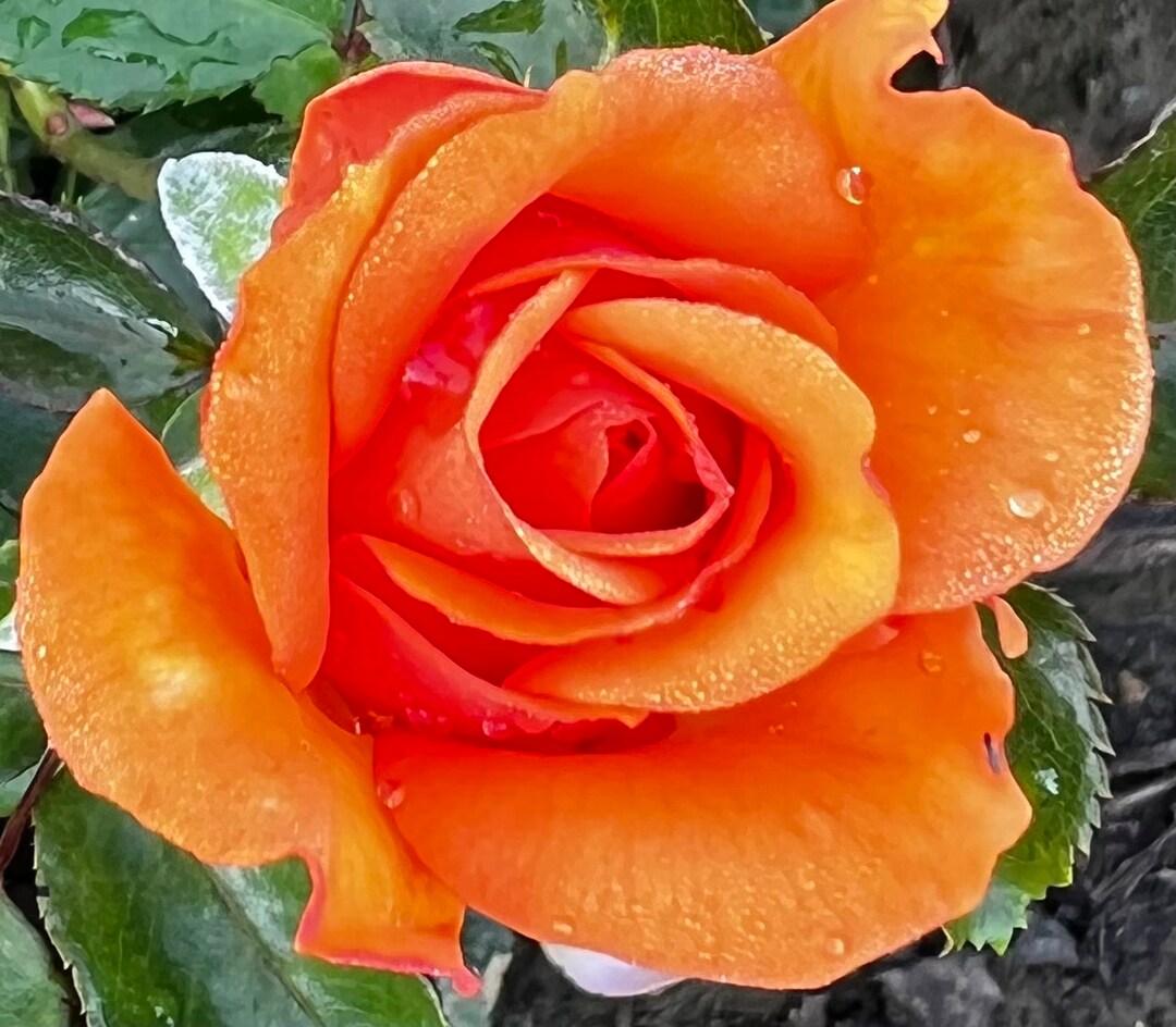 Mamma Mia - Hybrid Tea - Potted Rose - Etsy UK