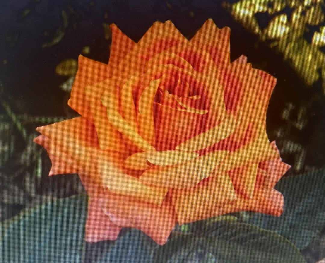Heart of Gold - Apricot Yellow - Hybrid Tea Rose – 4L Potted - Etsy UK