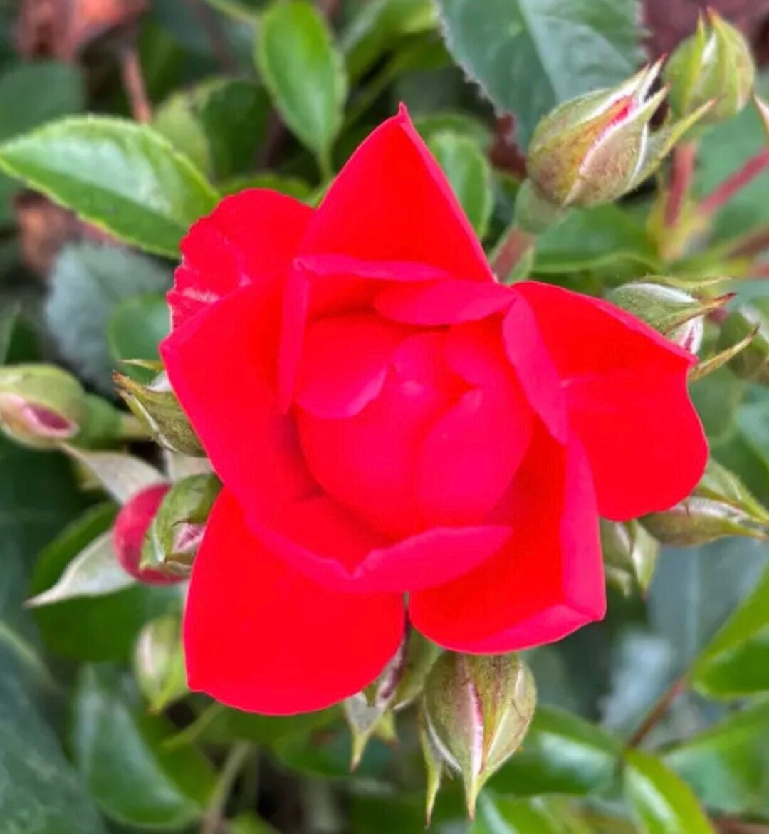 Rosa 'scarlet Flower Carpet' - Clusters of Deep Scarlet Blooms - Flower ...