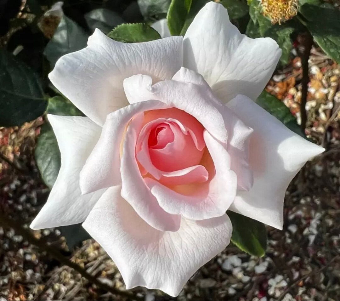 A Whiter Shade of Pale - Hybrid Tea - Potted Rose - PRE ORDER - Etsy UK