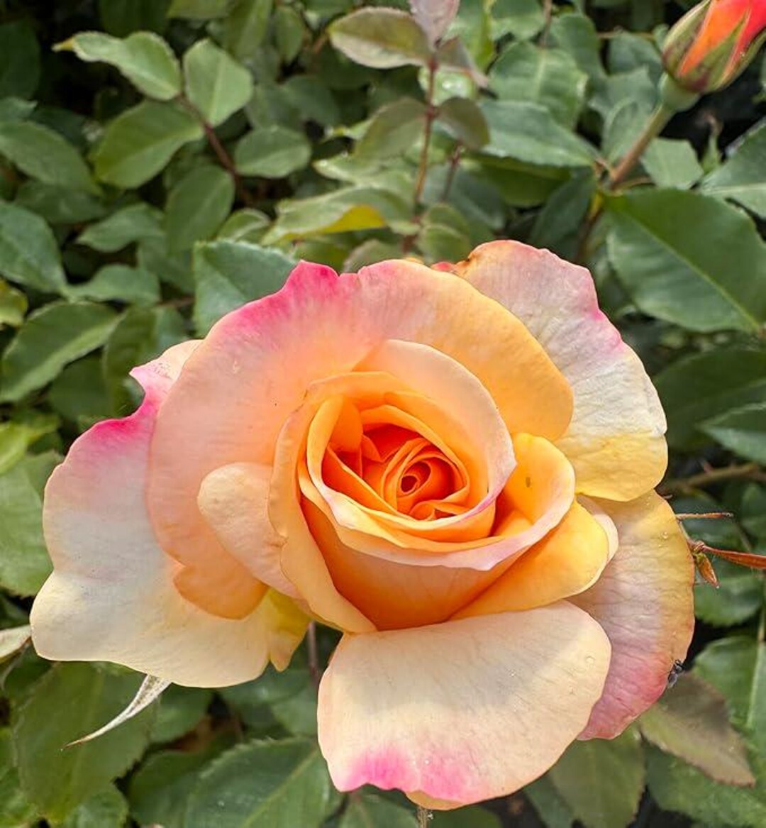 Special Occasion – Orange Hybrid Tea Rose – 4L Potted - Etsy UK