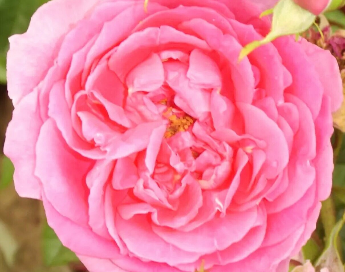 Rosa 'parade' Climbing Rose - Dark Pink Fragrant Blooms - Potted Rose ...