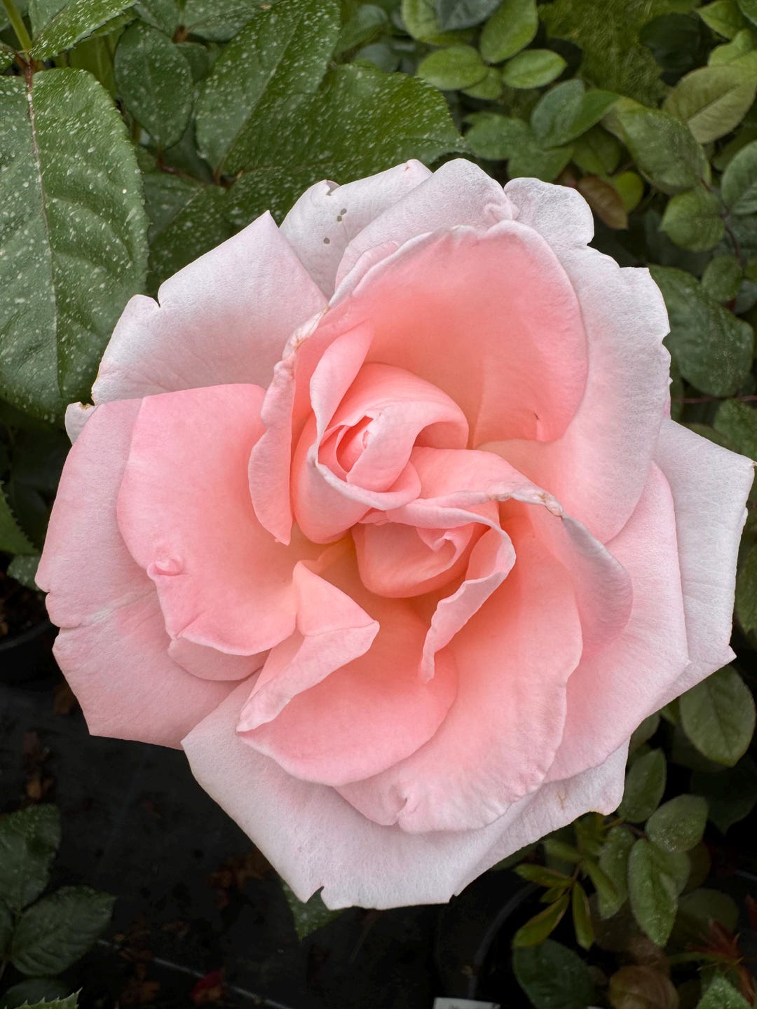 Racquel - Pink - Hybrid Tea Rose – 4L Potted - Etsy UK