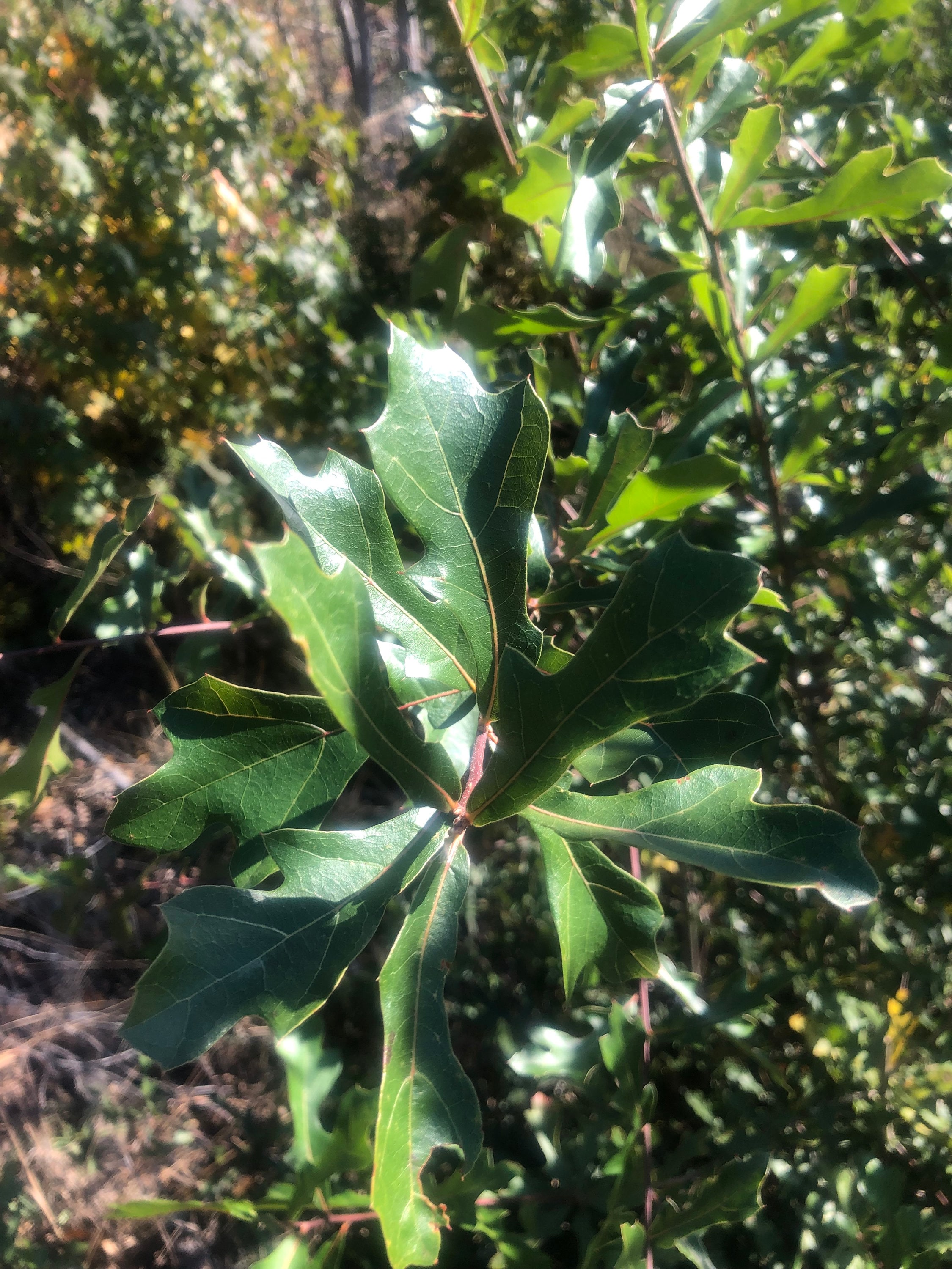 Texas Red Oak - Etsy