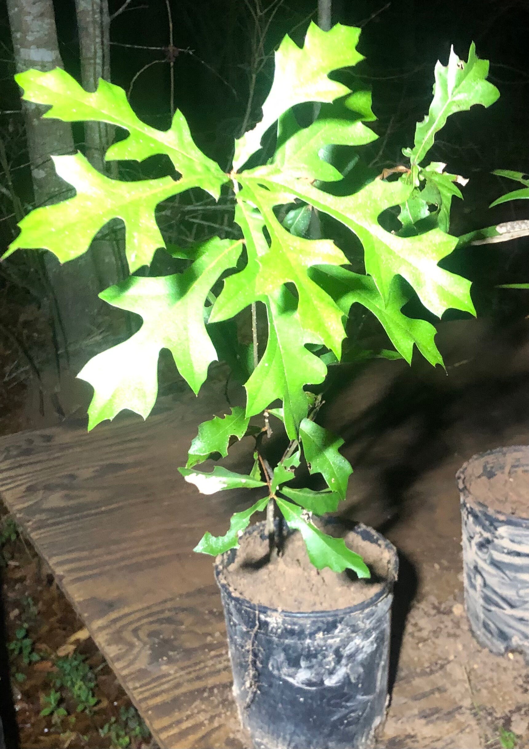 Texas Red Oak - Etsy