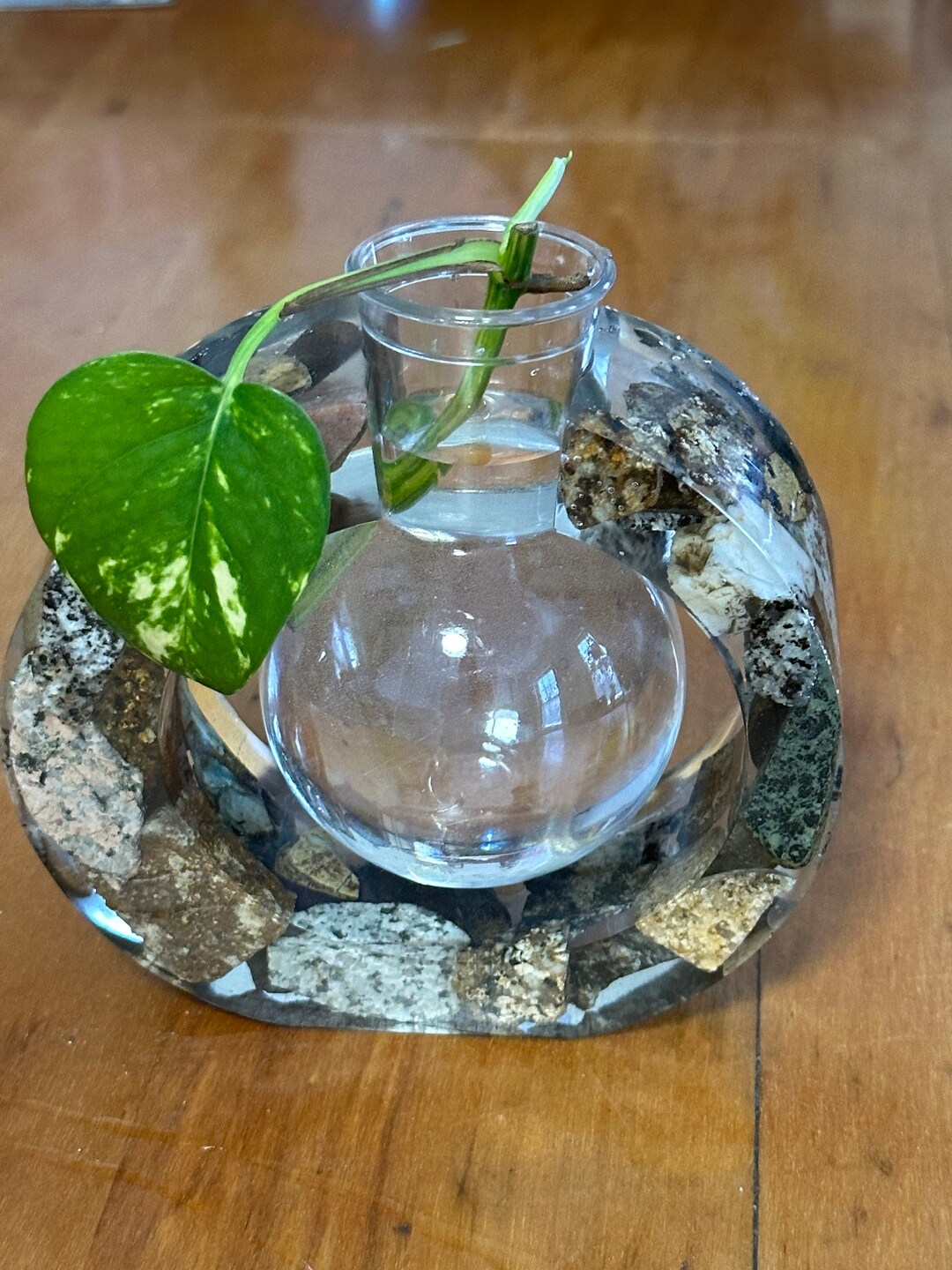 Plant Propagation Vase Oval A Beautiful and Unique Way to Start That ...