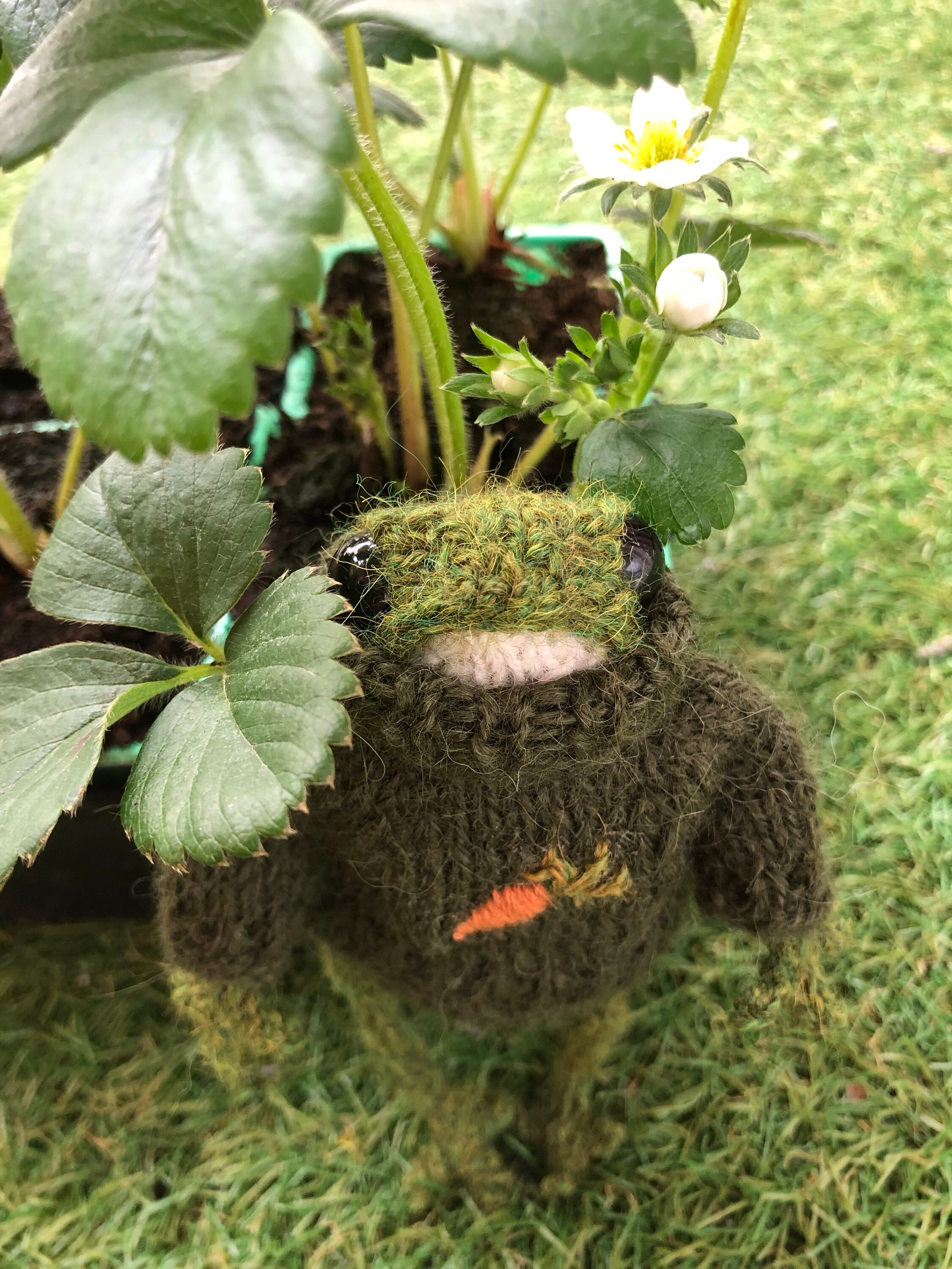Spring Knitted Frog in a Sweater With Embroidered Carrot - Etsy
